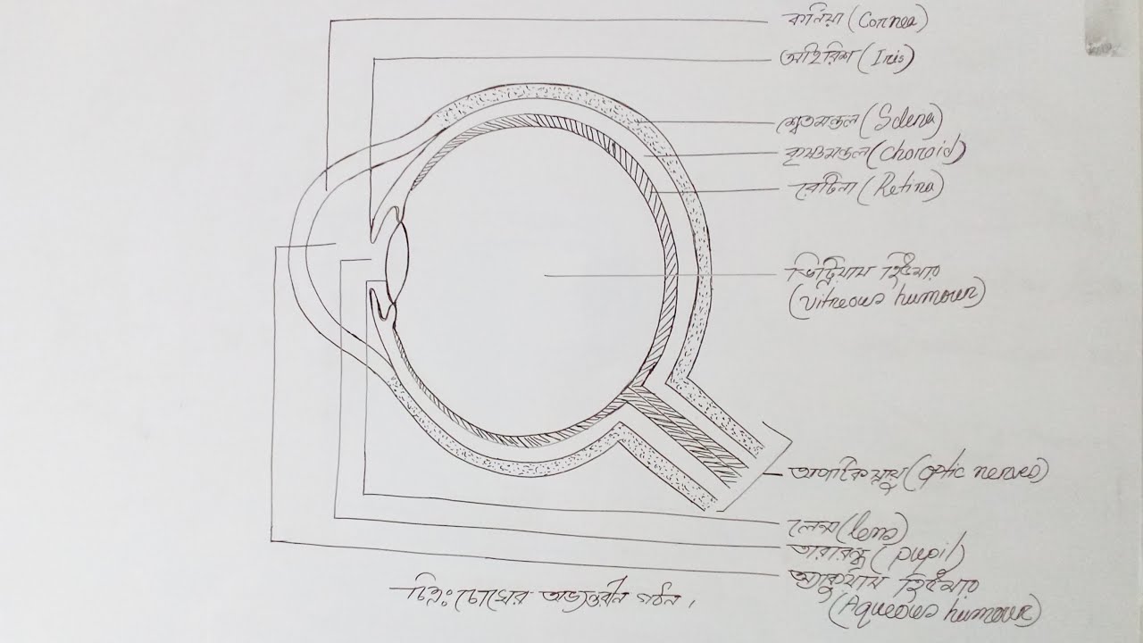 How to draw internal structure of human eye( কীভাবে চোখের অন্তগঠনের ...