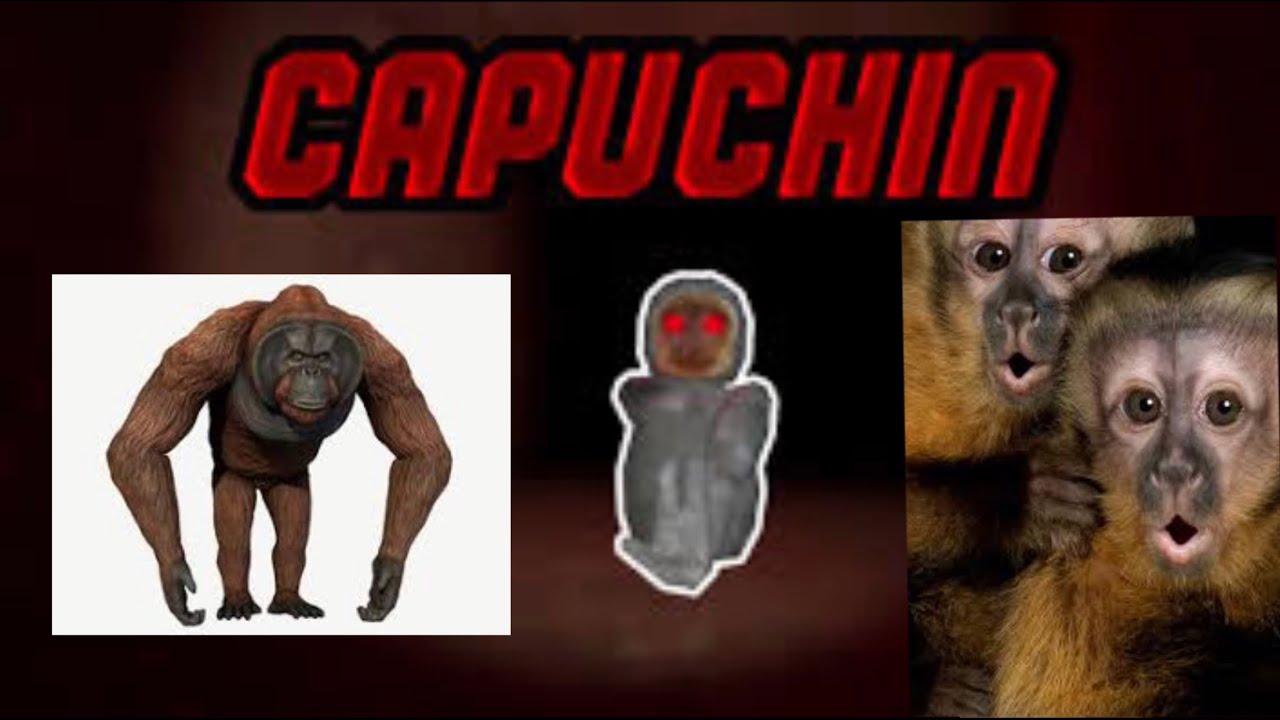 Capuchin VR - YouTube