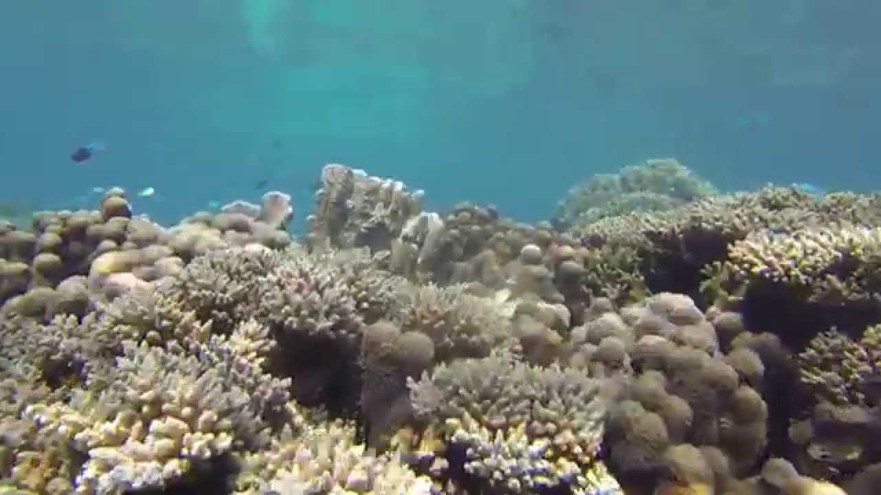 Madagascar Coral Reef Freediving - Marcel Cabrera Salvat - YouTube