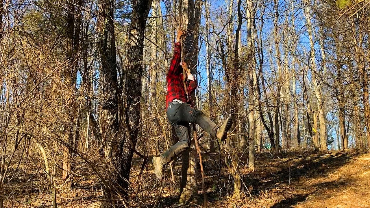 Underbrushing with Bobcat Forestry Mulcher - YouTube