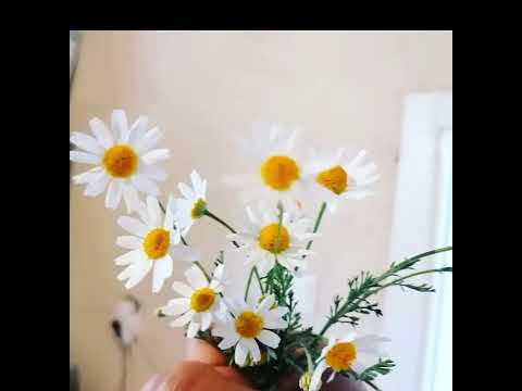 SERKAN EMİR SABAHA EREMİYORUM