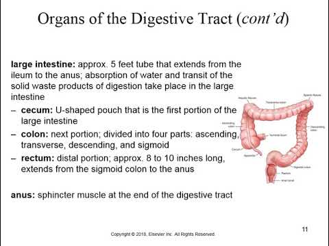 Chapter 11 Digestive System 10th ed - YouTube