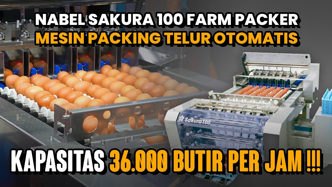 Mesin Packing Telur Otomatis Sakura 100 - 36.000 Butir per Jam! - YouTube