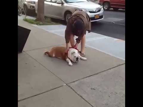 Прикол собака лентяй / The bummer dog - YouTube