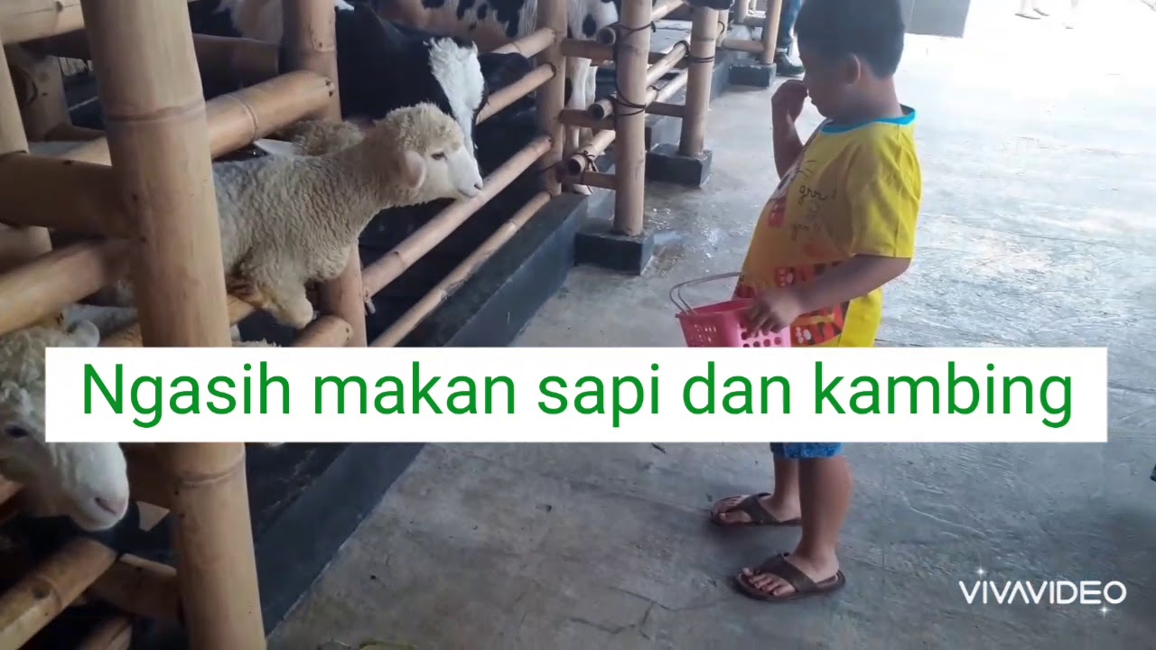 Ngasih makan sapi dan kambing di mini zoo Grand tjokro bandung - YouTube