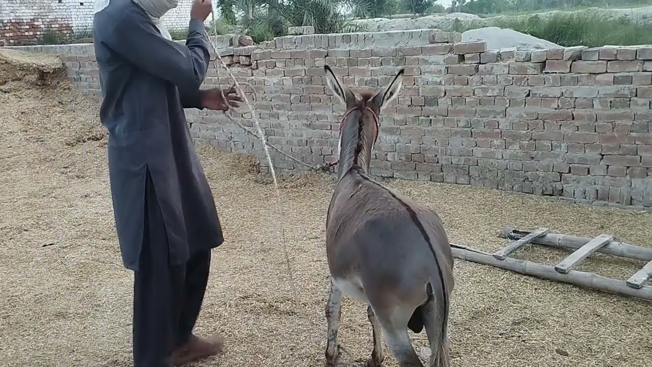 Amazing man with his donkey and boy beautiful video part 21322 June ...