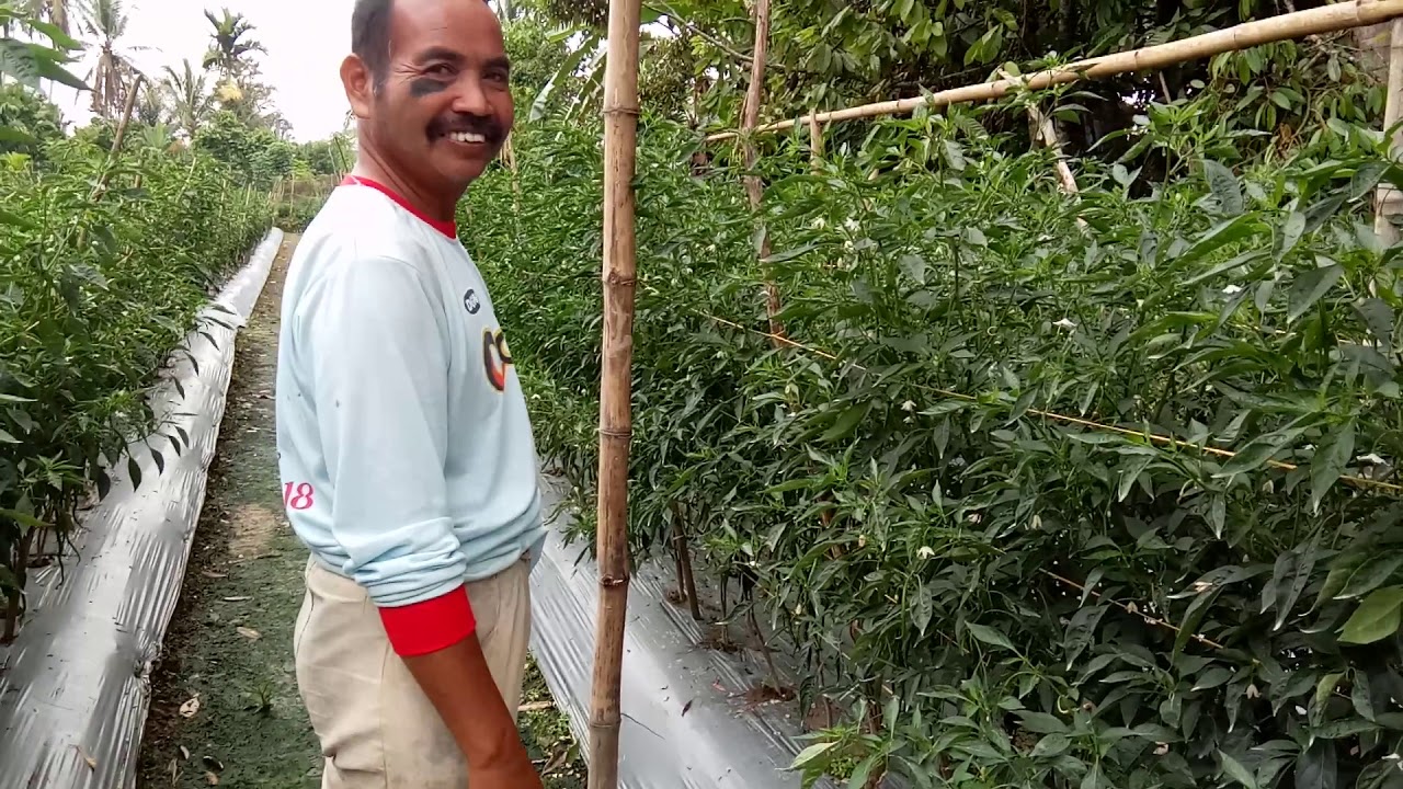 Budidaya cabe kopay - YouTube