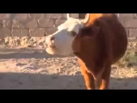Mirt video