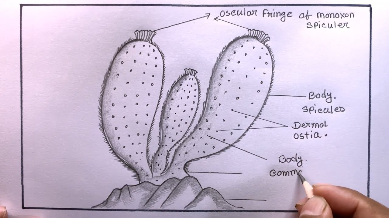MIND BLOWING Sycon Diagram Drawing Tips for Beginners - YouTube
