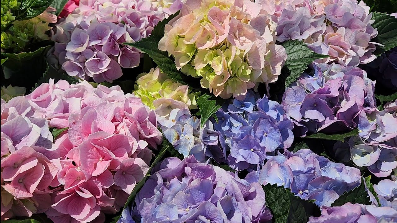 Different Colors of Hydrangeas Spring Flowers Collections at Lowe's ...