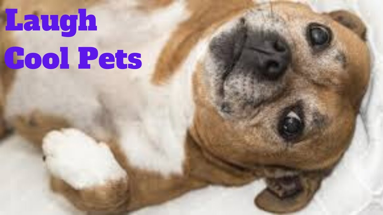 💥Laugh Cool Pets Viral Weekly😂💥of 2020 | Funny Animal Videos💥👌 - YouTube