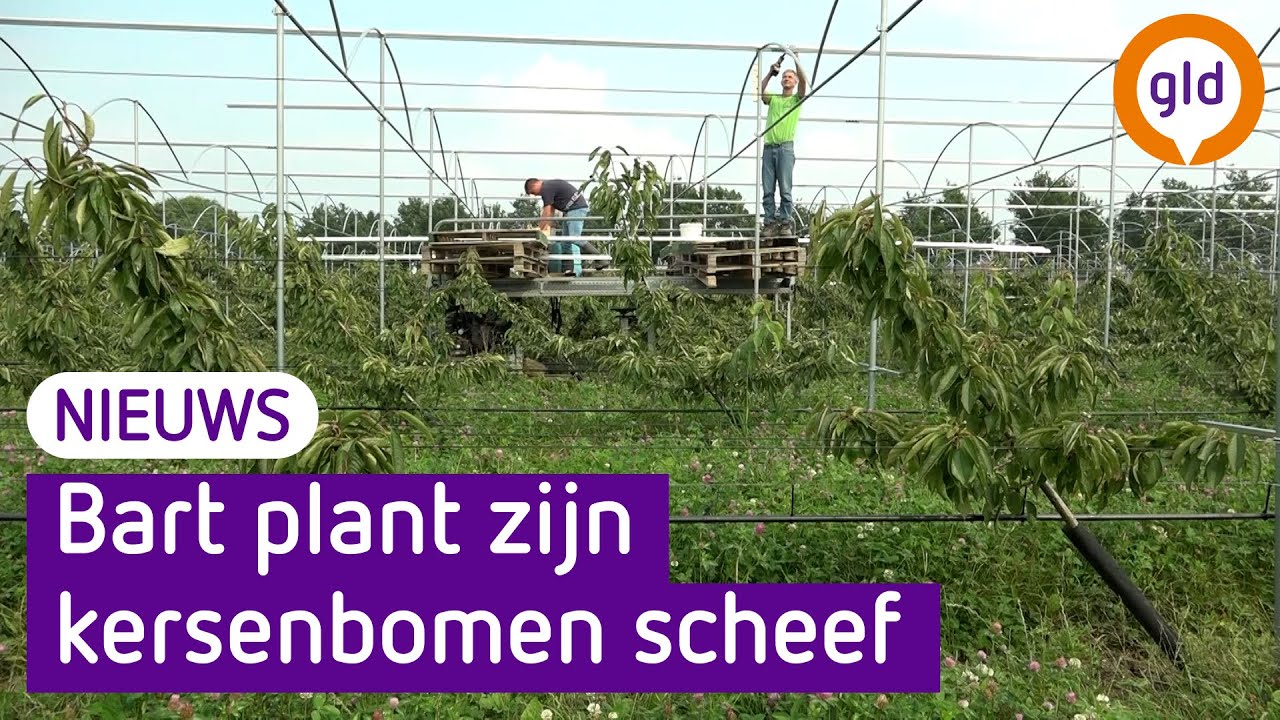 De kersenbomen van de toekomst staan scheef - YouTube