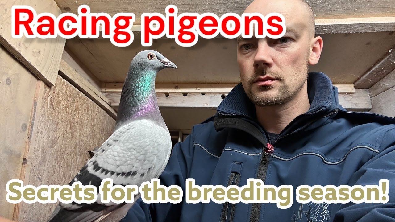 SECRETS For the best Start of the Breeding Season! - YouTube