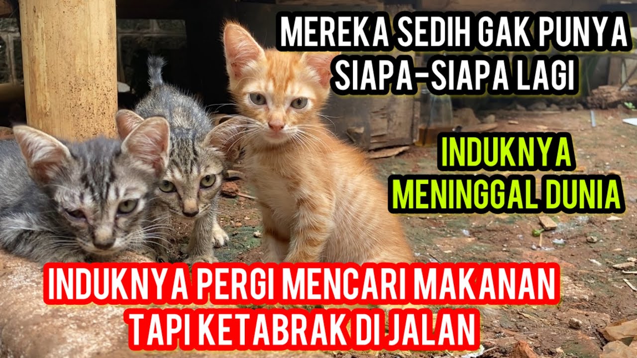 Anak-Anak Kucing Ini Jerit-Jerit Induknya Mati Ketabrak DiJalanan Saat ...