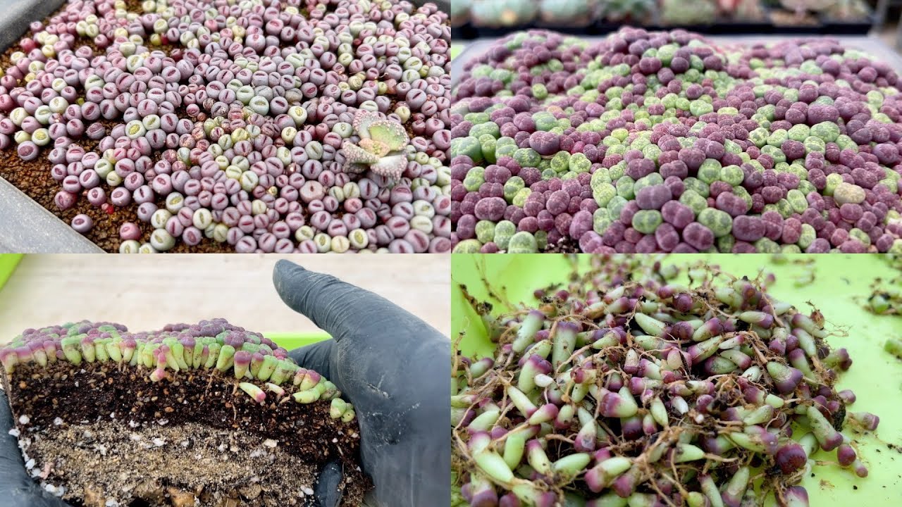 SUB) How to transplant lithops seedlings - YouTube