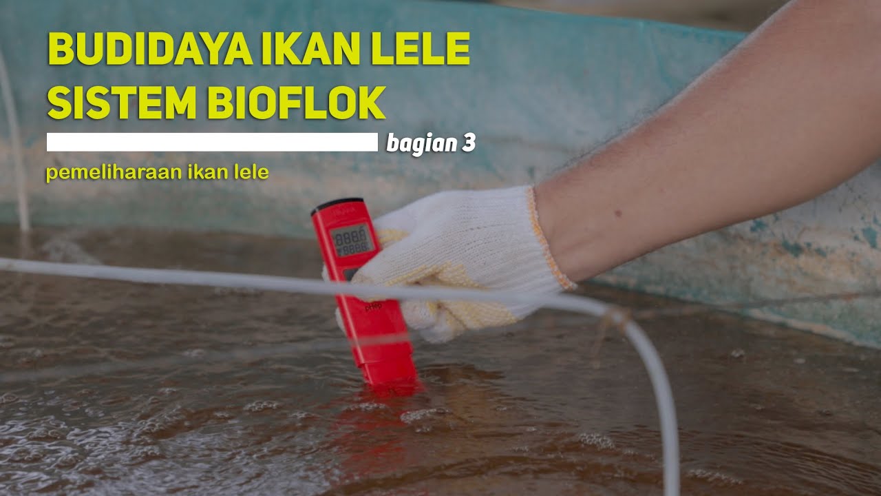 BUDIDAYA IKAN LELE SISTEM BIOFLOK || BAGIAN 3 || PEMELIHARAAN IKAN LELE ...