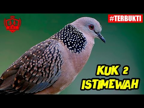 1 JAM SUARA BURUNG DERKUKU GACOR / Masteran Burung Tekukur KUK 2 ...