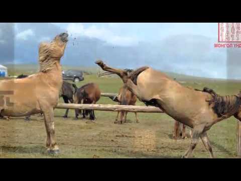 Hurd Mongoltoigoo adilhan HD