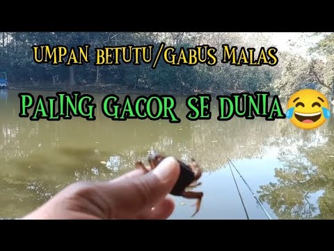 ingin mancing ikan betutu/ gabus malas. tonton video ini ...
