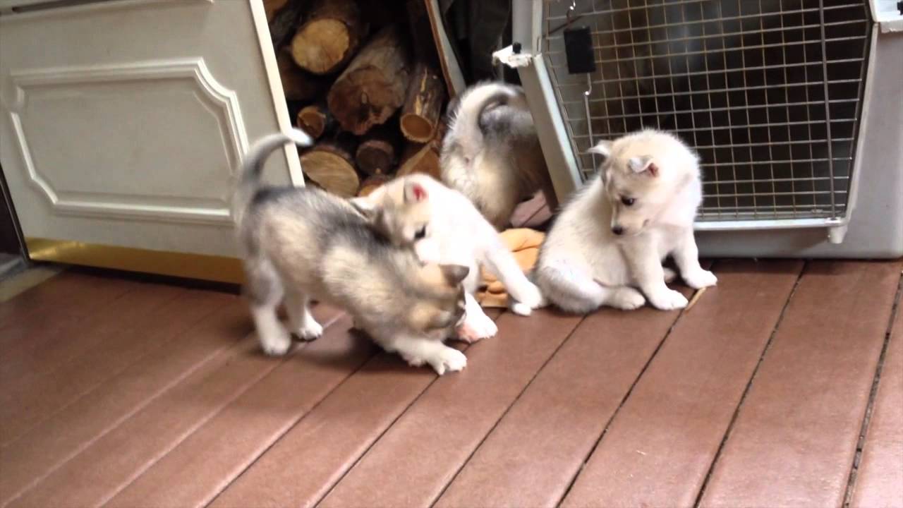 Husky Puppies: A Litter of Love! - YouTube
