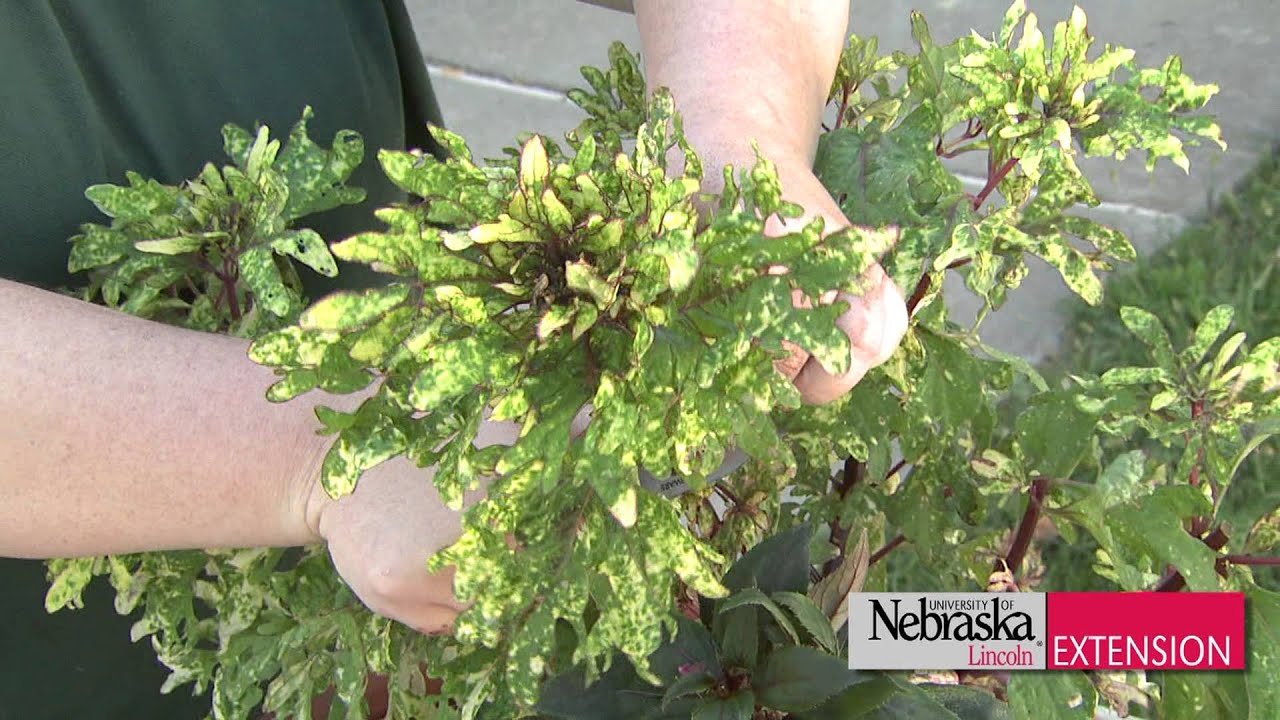 Green & Growing Tip - Cuttings - YouTube