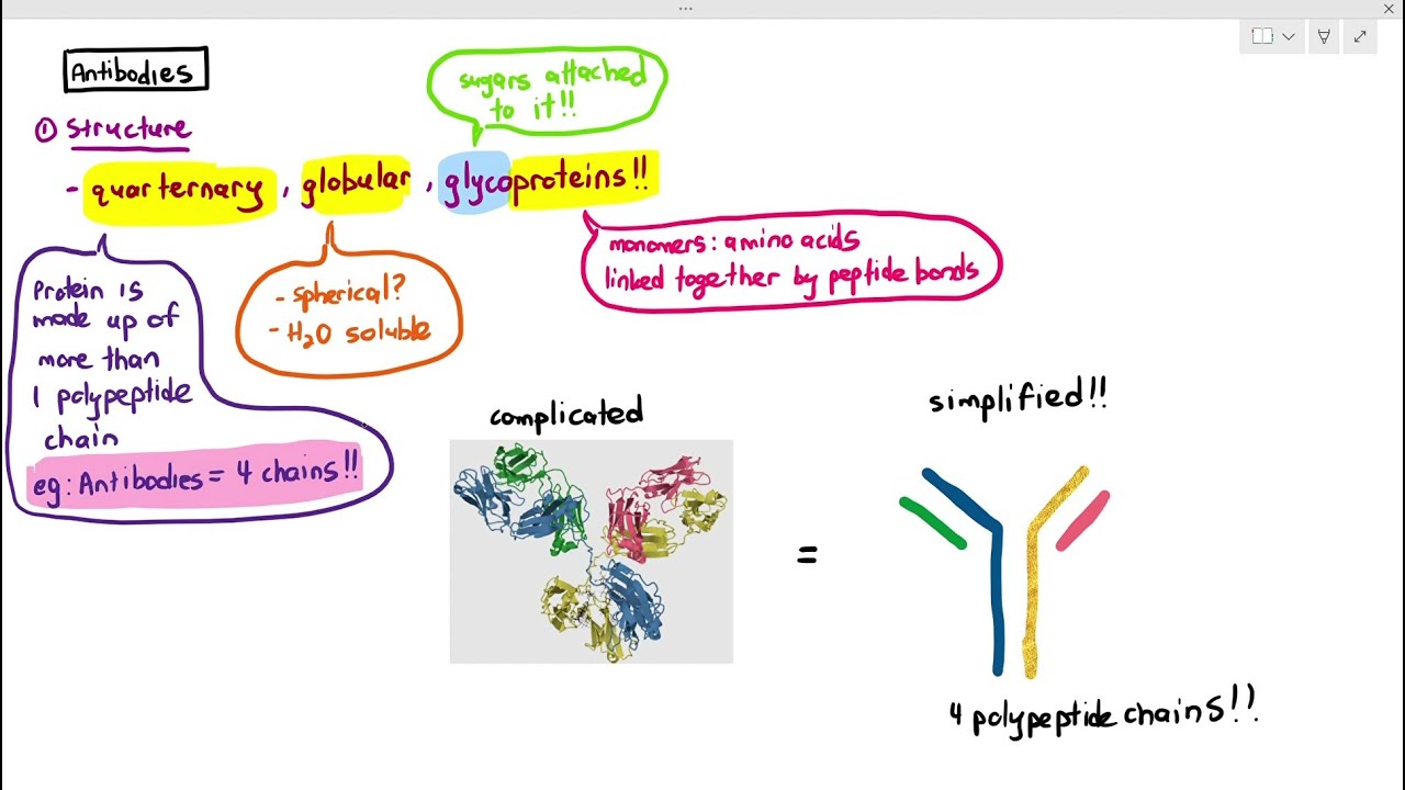11-6 Antibodies (Cambridge AS A Level Biology, 9700) - YouTube