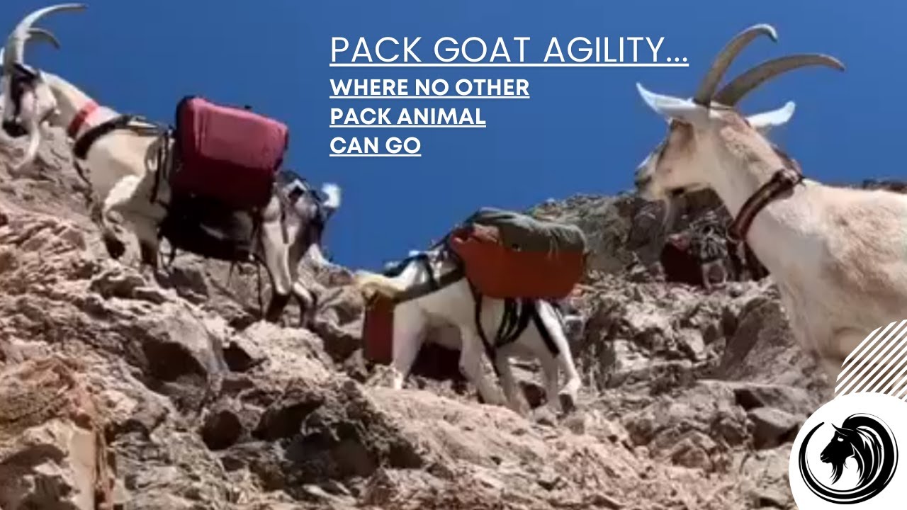 How Play Structures Build Goat Agility - YouTube