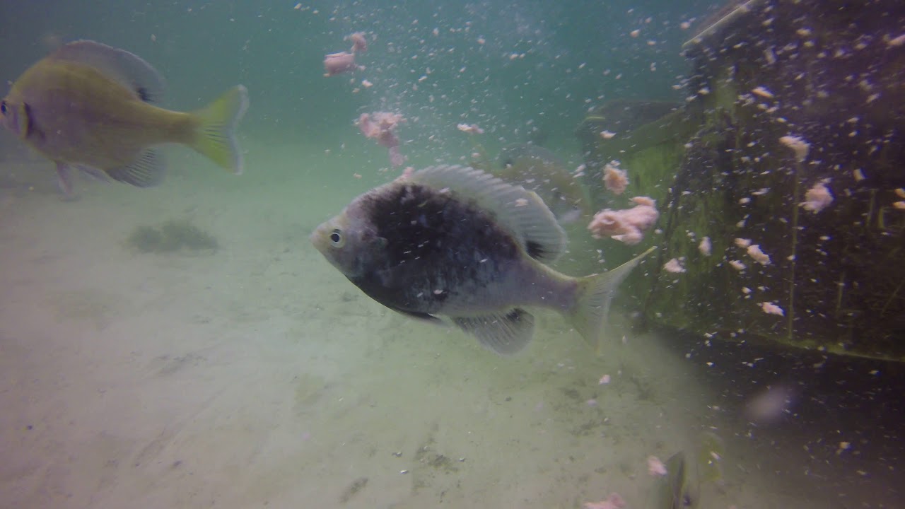 DIVING LAKE DENTON(SEBRING FLORIDA) - YouTube