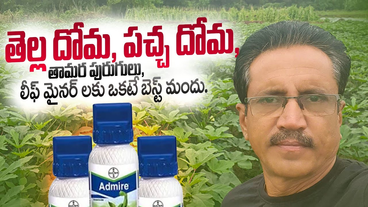 Admire Insectiside | Controle Thrips White Fly Leafminer | Diseases ...