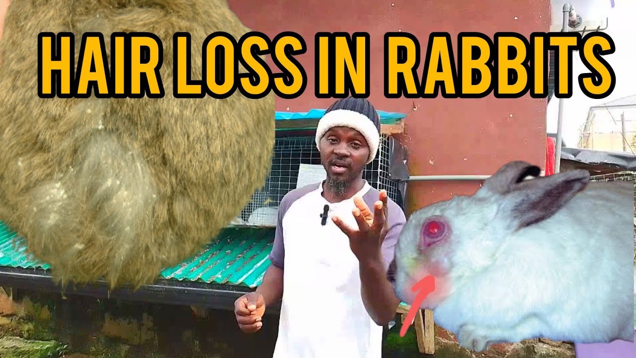CAUSES OF HAIR LOSS IN RABBITS; SYMPTOMS AND CURE. @scentfarms - YouTube