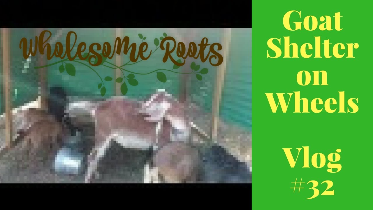 Goat Shelter on Wheels! - YouTube