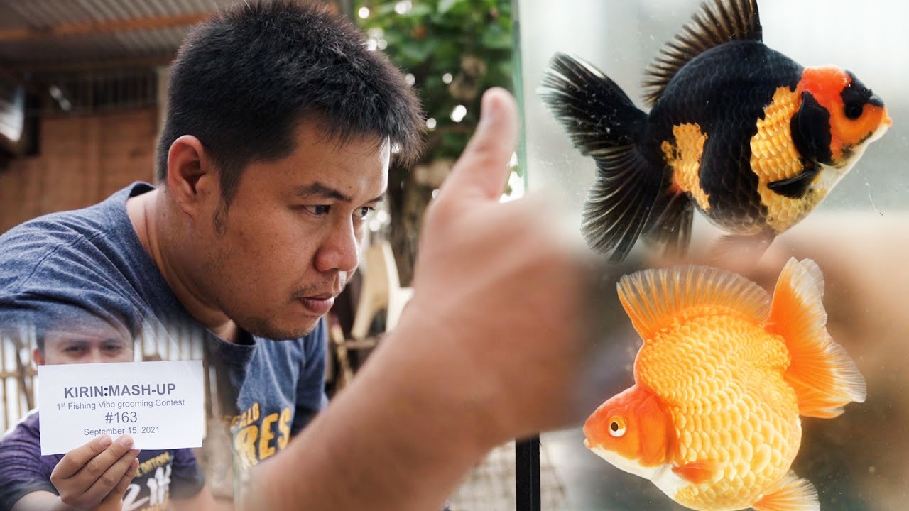 FV VLOG #082: How to Video Goldfish for Online Show - YouTube