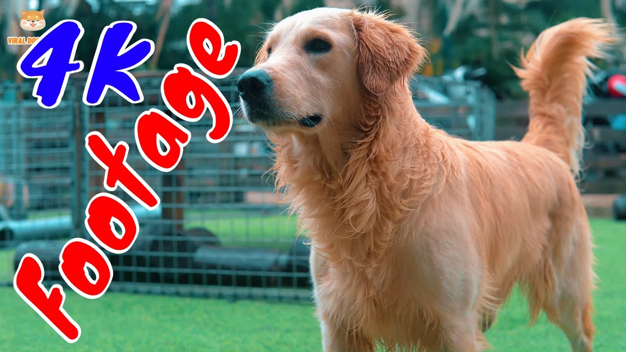 4K Quality Animal Footage - Dogs and Puppies Beautiful Scenes Episode ...