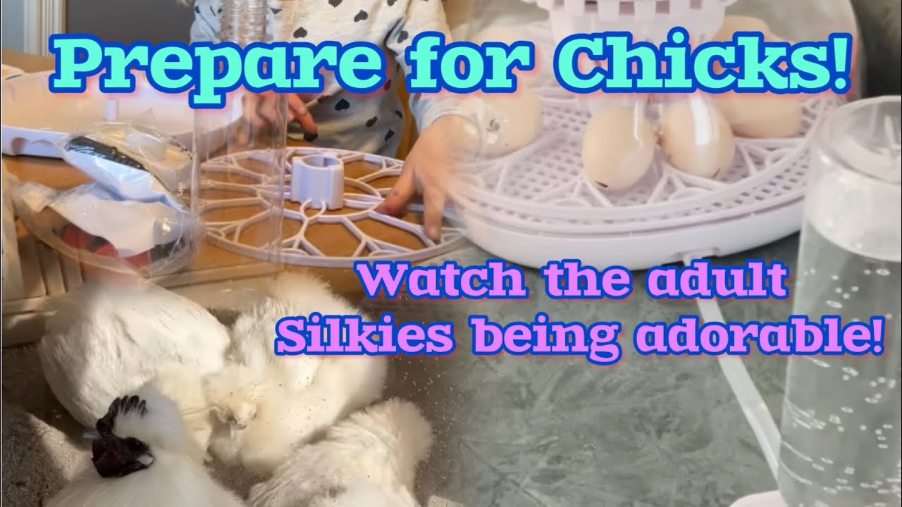 Set-up incubator and prepare for Silkie Chicks 🐣. Adult Silkies being adorable at end of video ...