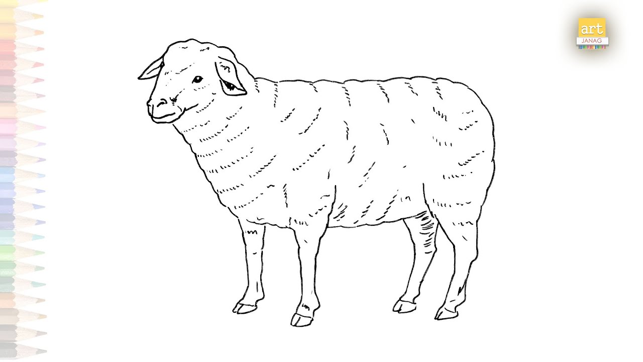 Sheep Black And White Drawing