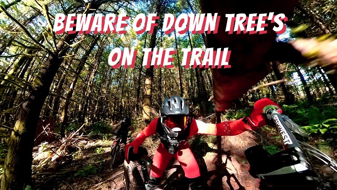 Beware of a Down Tree - YouTube