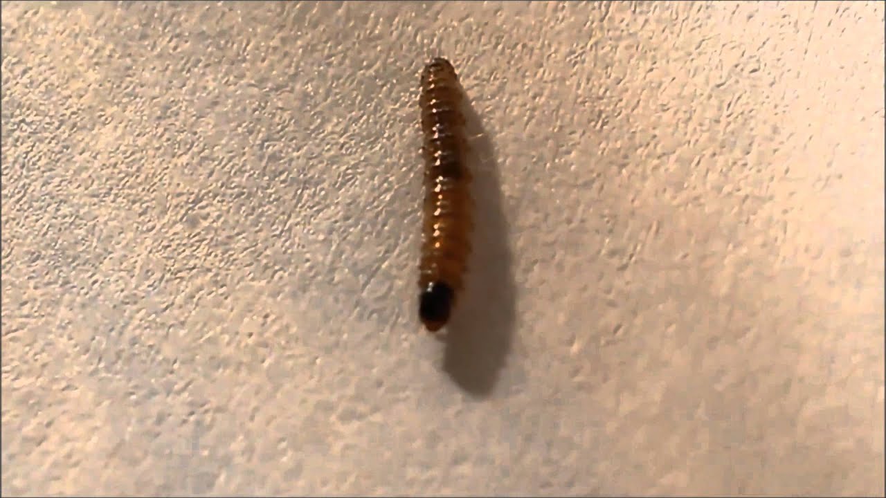 Strawberry Worm - YouTube