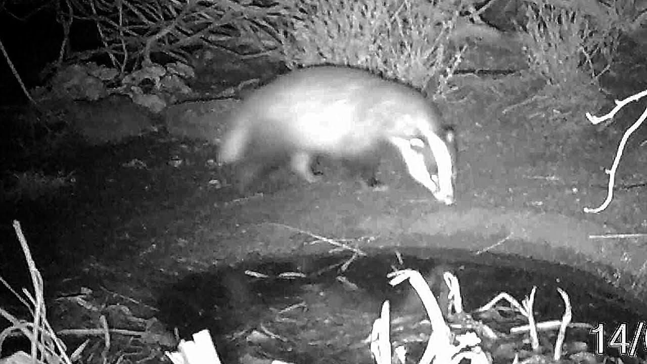 Badger eating peanuts in an Edinburgh Garden. - YouTube