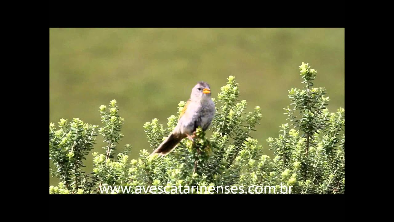 Canário-do-brejo, Emberizoides ypiranganus, Lesser Grass-Finch, I - YouTube