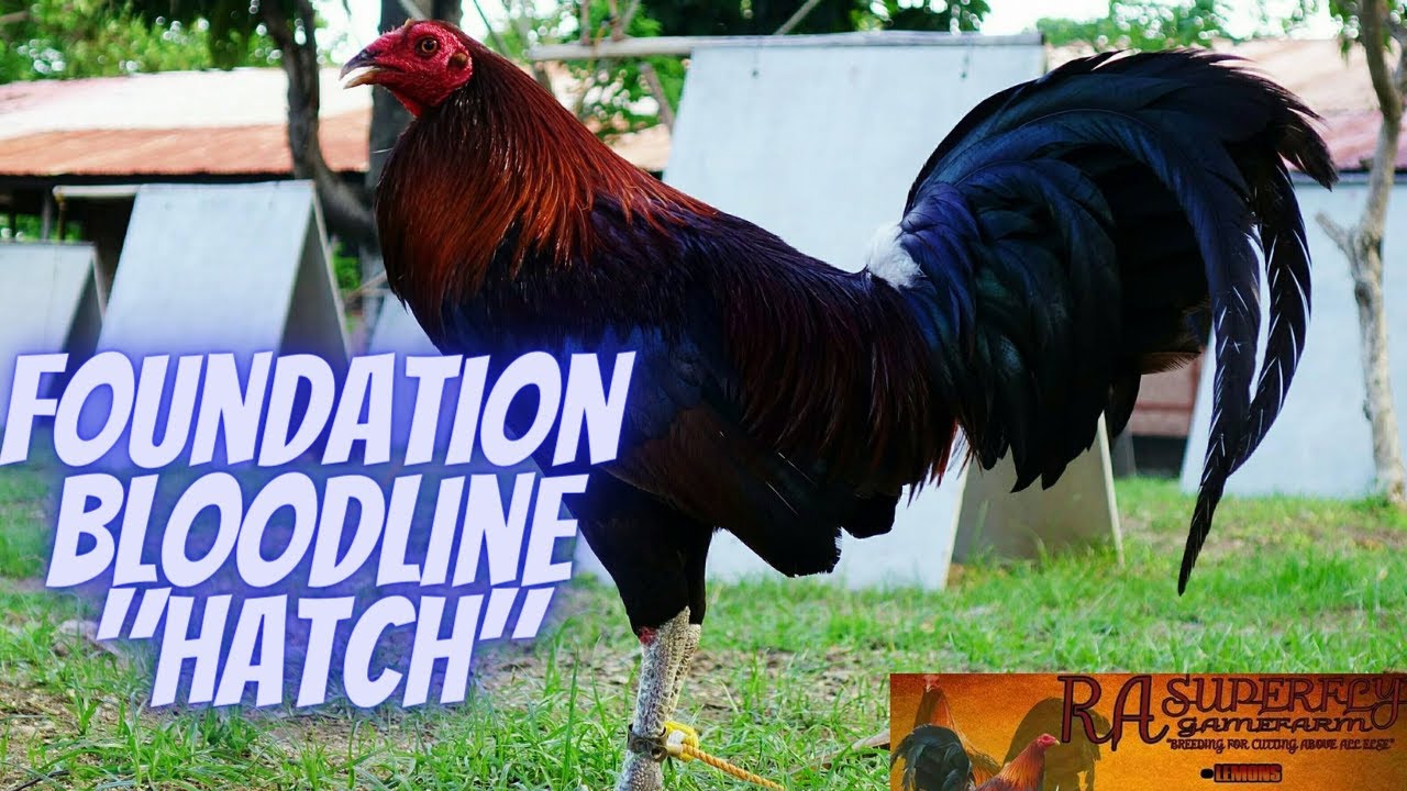 Hatch : The 4 Foundation Bloodlines Part 2 - YouTube