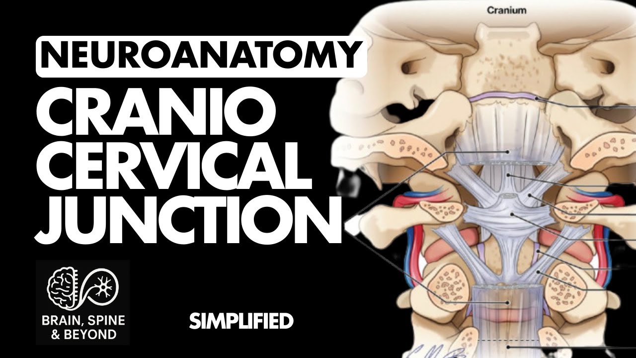 Craniocervical Junction Anatomy & Embryology: Atlanta-occipital ...