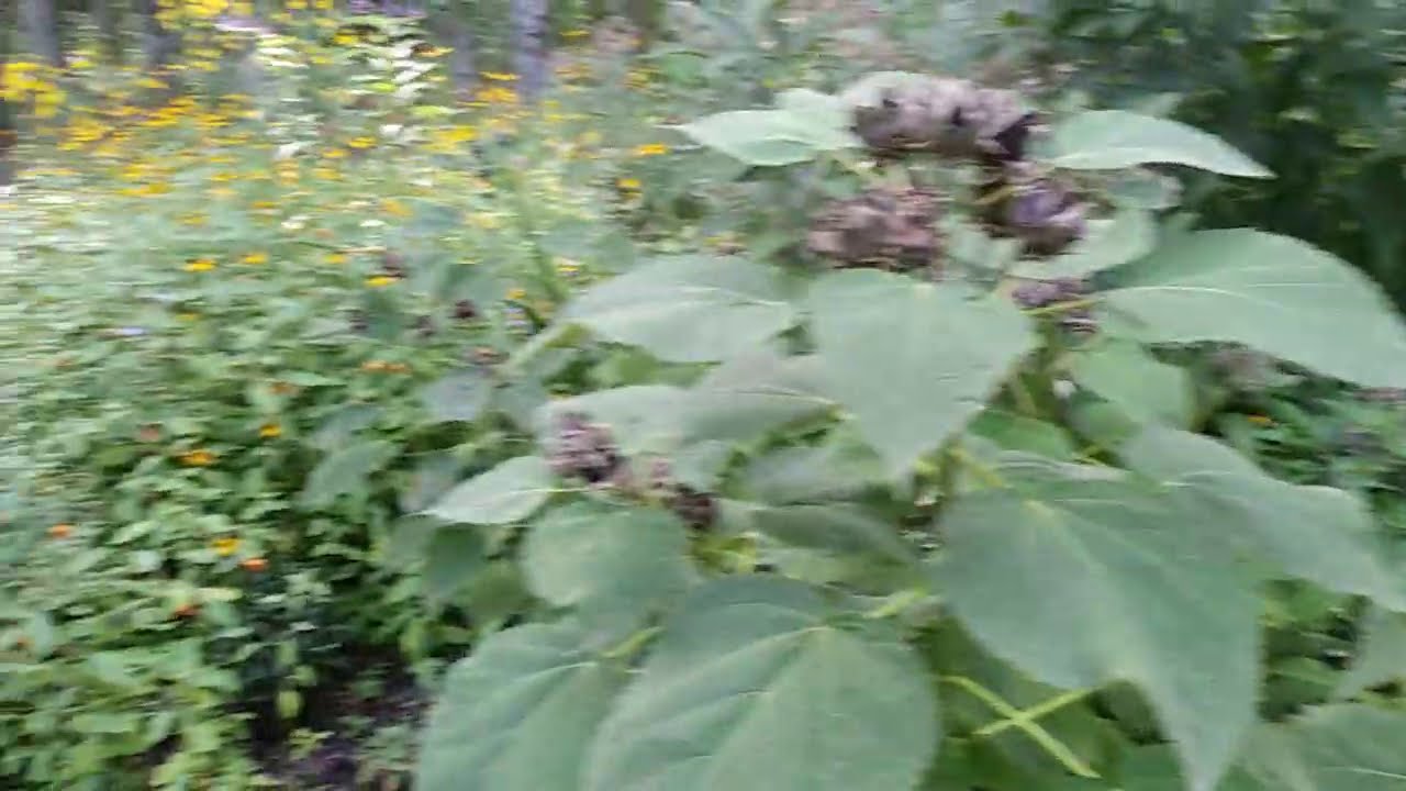 Kentucky Native Plant Species Garden Tour: September 4, 2020 ...