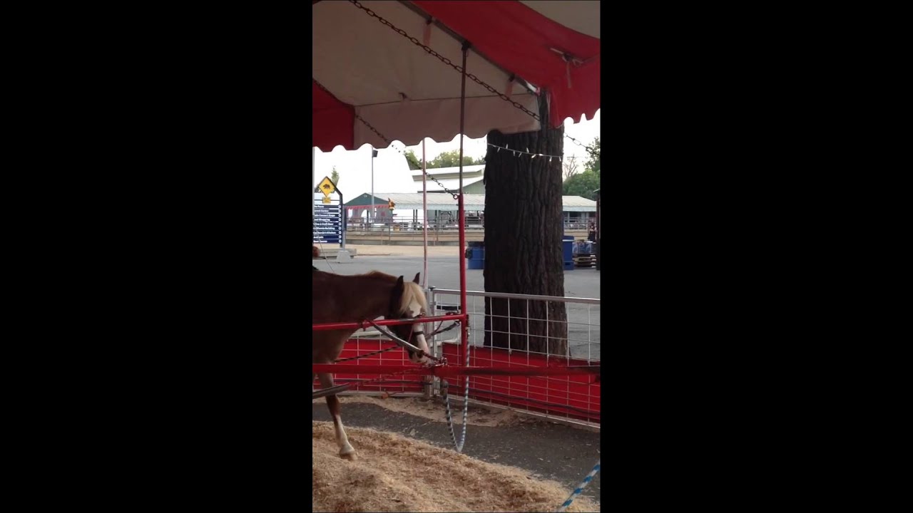 Fair ground pony ride - YouTube