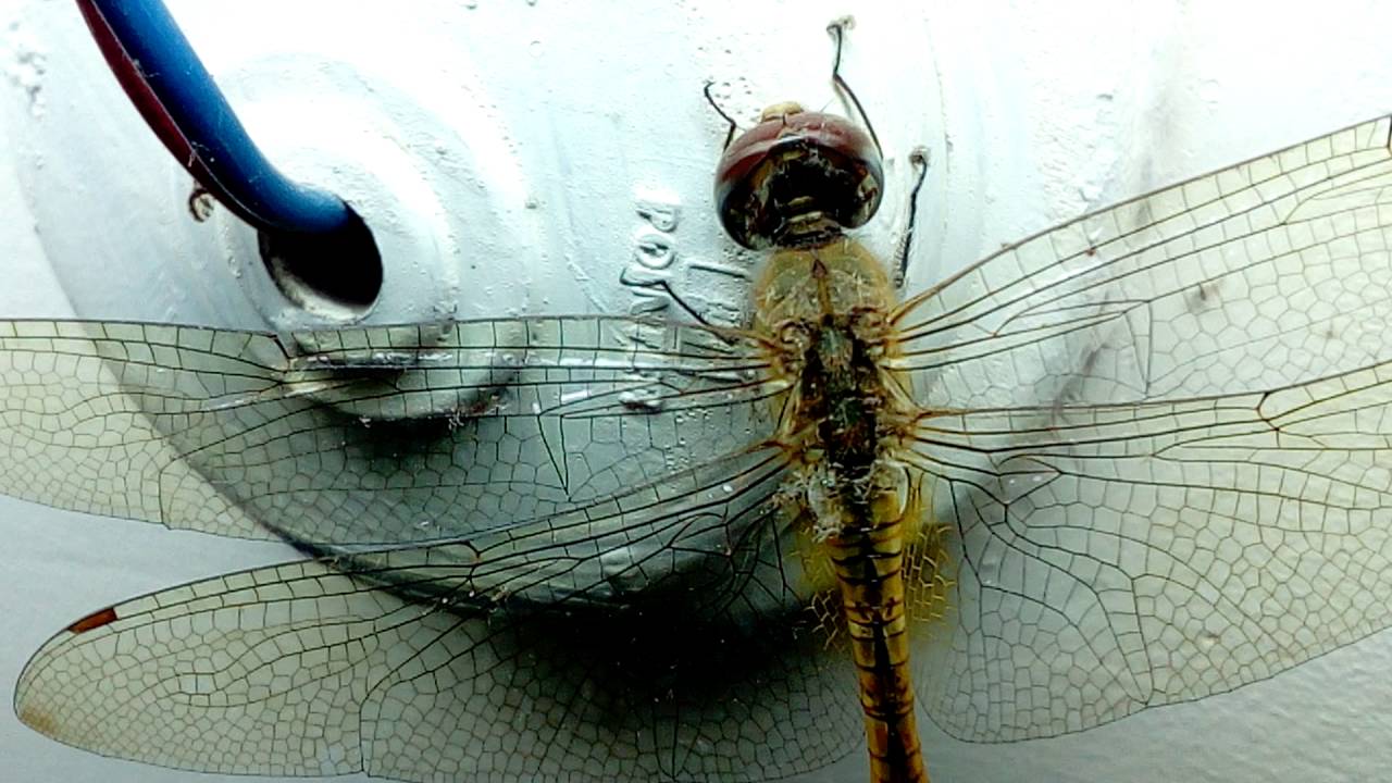 Dragonfly breathing pattern - YouTube