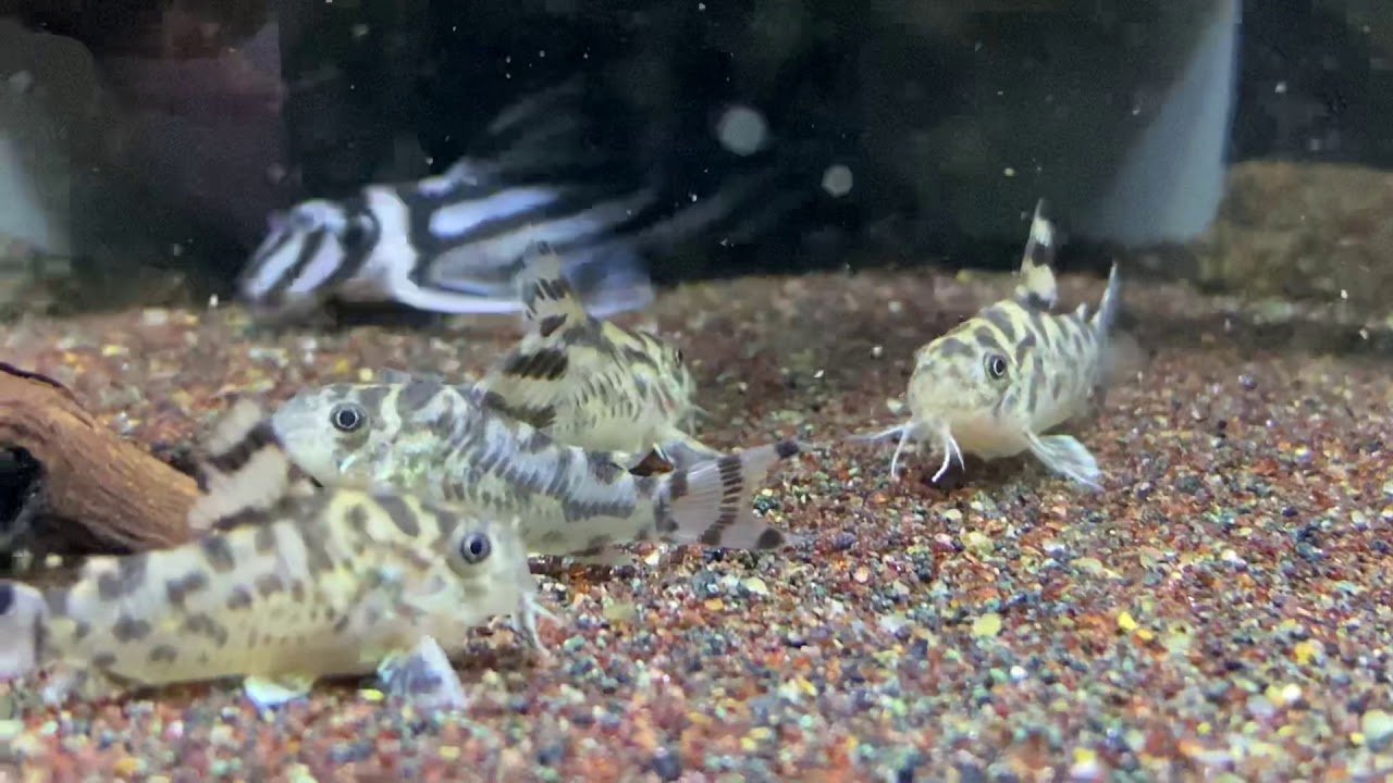 CW111 Corydoras - YouTube