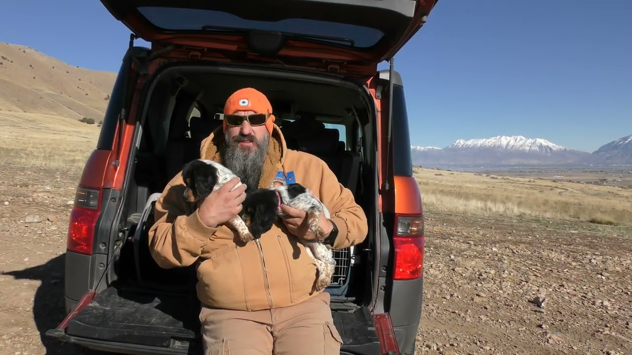 Home and Field Dogs | The Finest French Brittany's