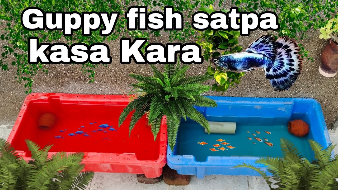 Guppy fish setpa kasa Kara Dy guppy fish setpa guppy fish pond guppy ...