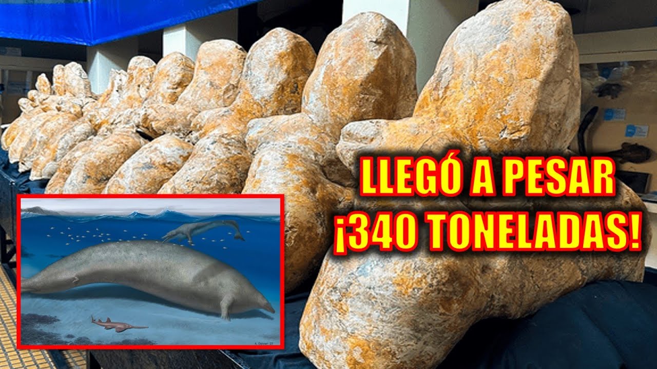 ASÍ ES el animal MÁS PESADO en la historia de la Tierra | Perucetus ...