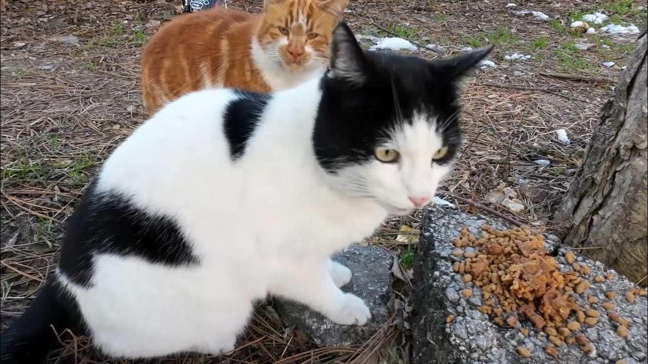 Cute Stray Cats and Kittens - YouTube