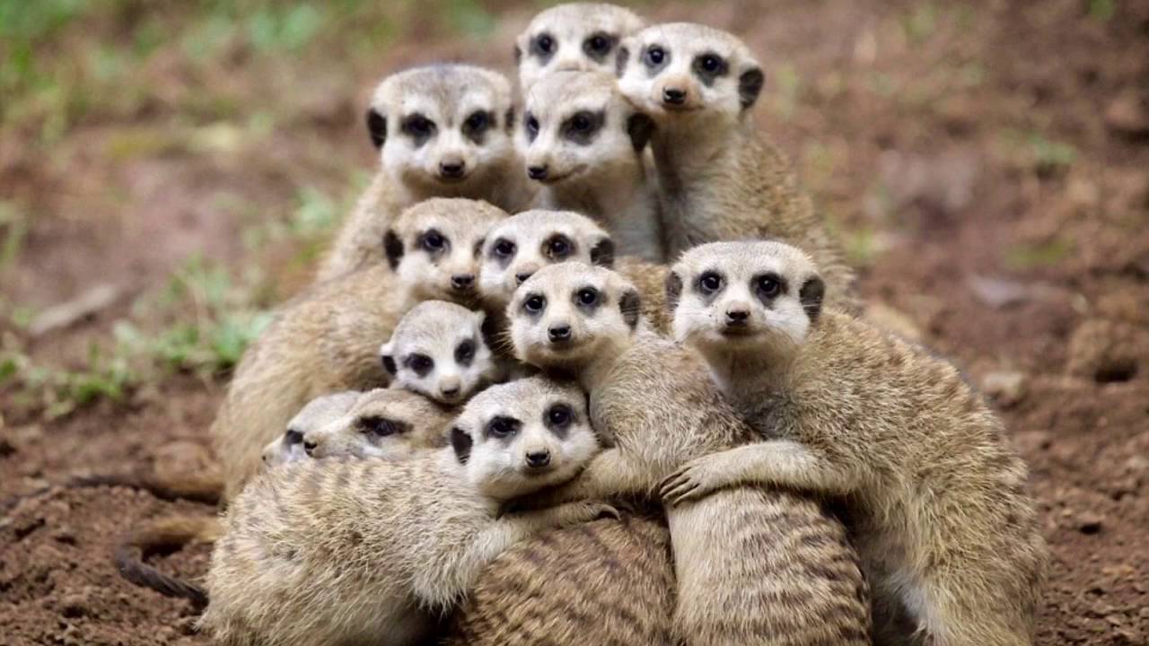 10 Weird Facts About Meerkats Vid 1 YouTube 10-weird-facts-about-meerkats-vid-1-youtube